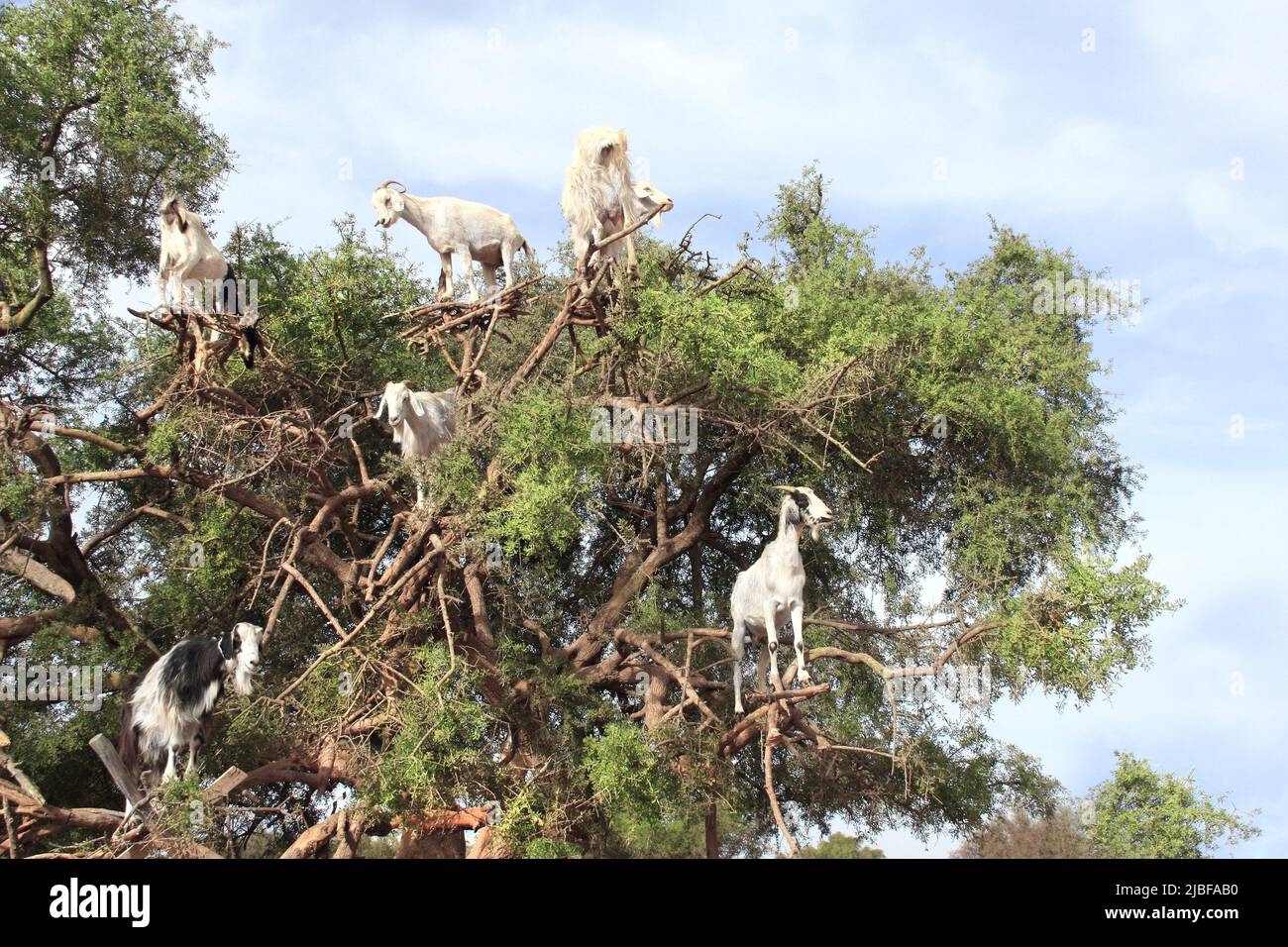 Essaouira famous argan tree climbing hi-res stock photography and ...