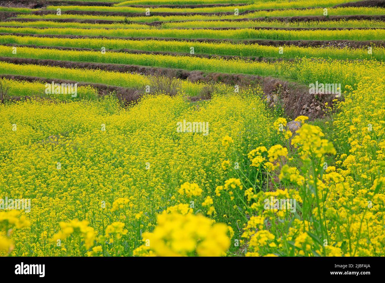 A rice field with yellow rapeseed on the hillside Stock Photo - Alamy