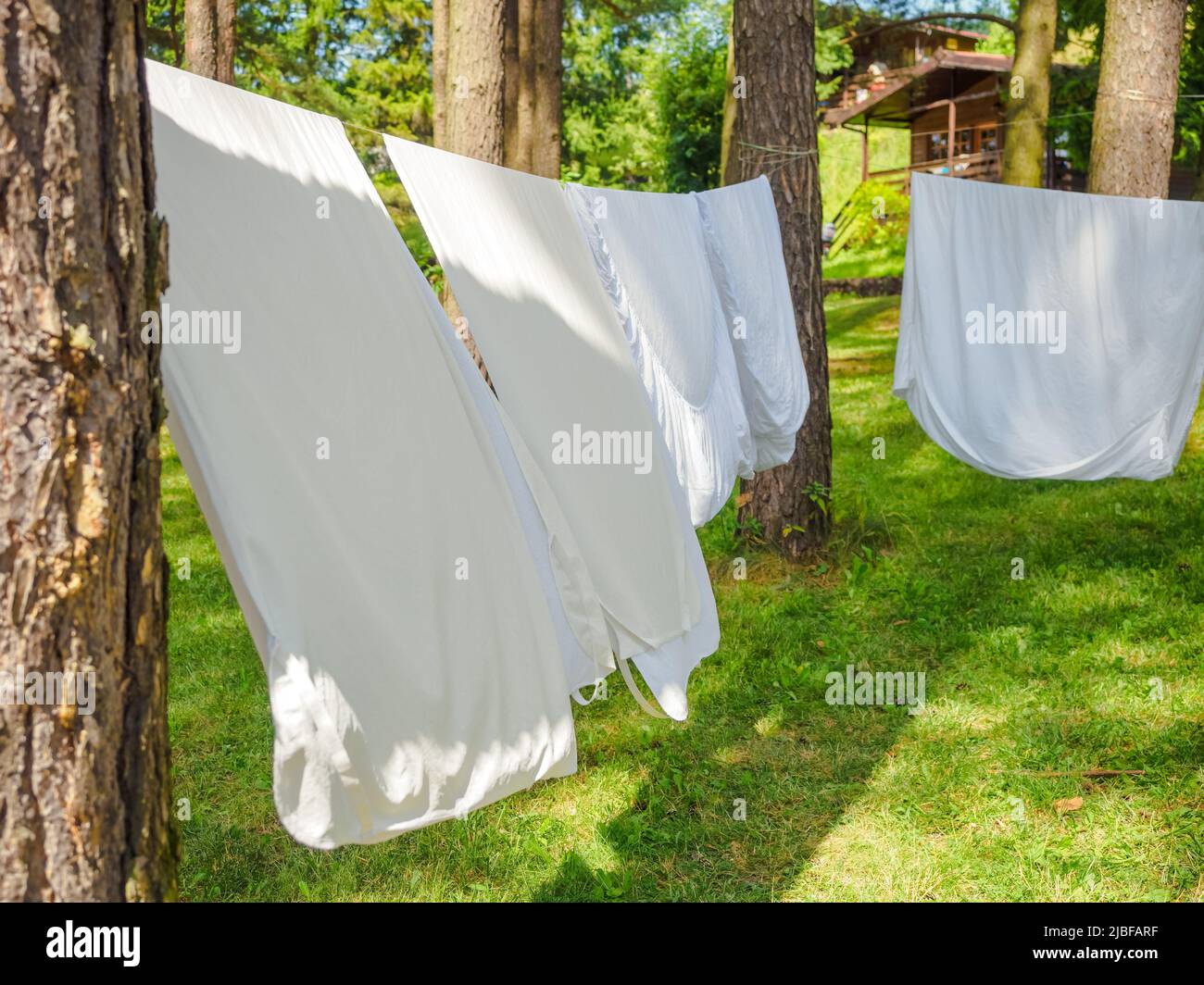 fresh white laundry hanging on a washing rope between pine trees ...