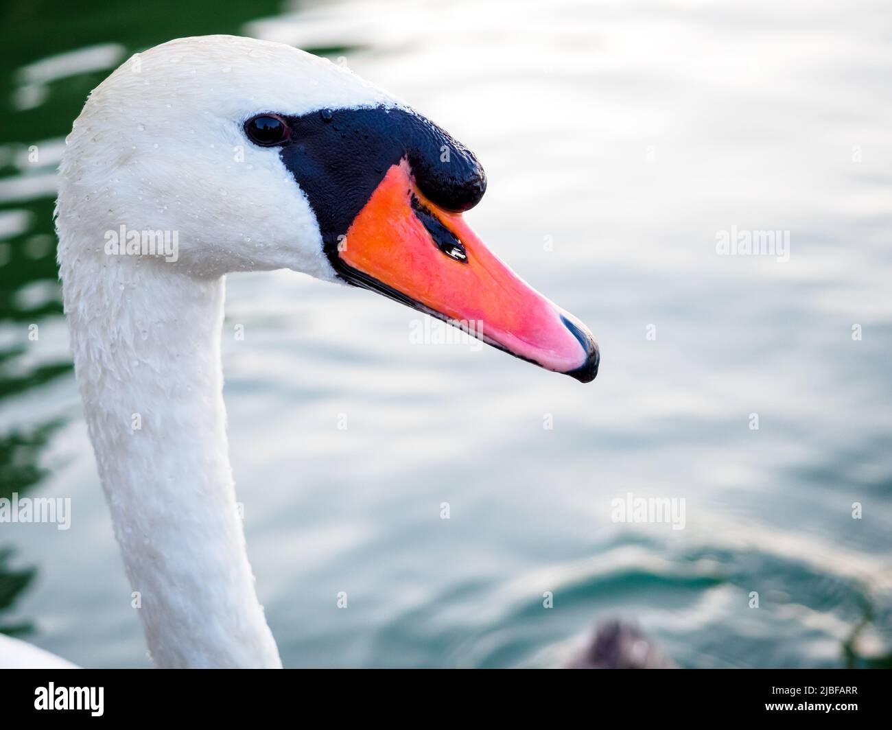 Beak swan dead swan white hi-res stock photography and images - Alamy