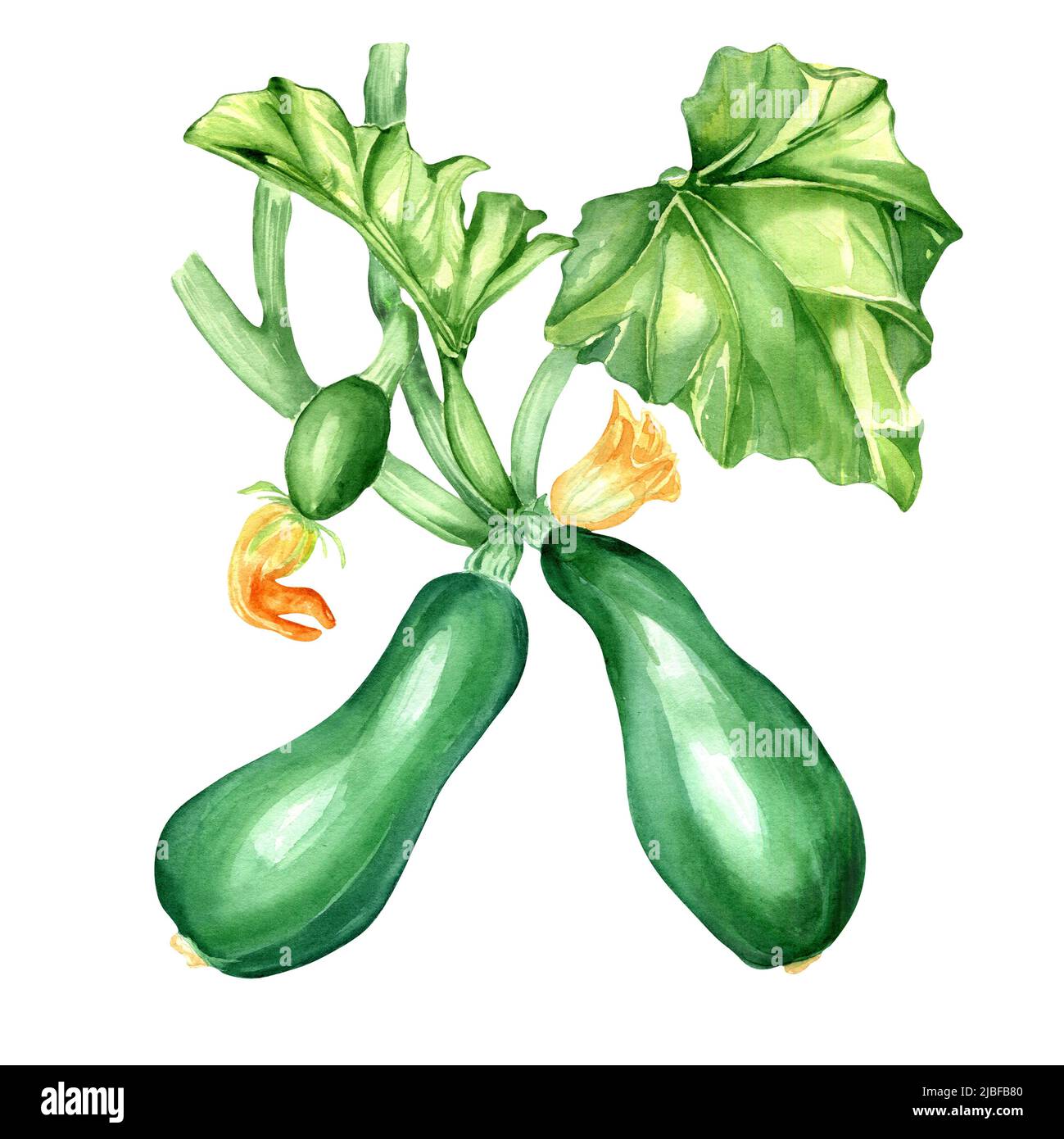 Vegetable marrow plant watercolor illustration on white. Stem with ...