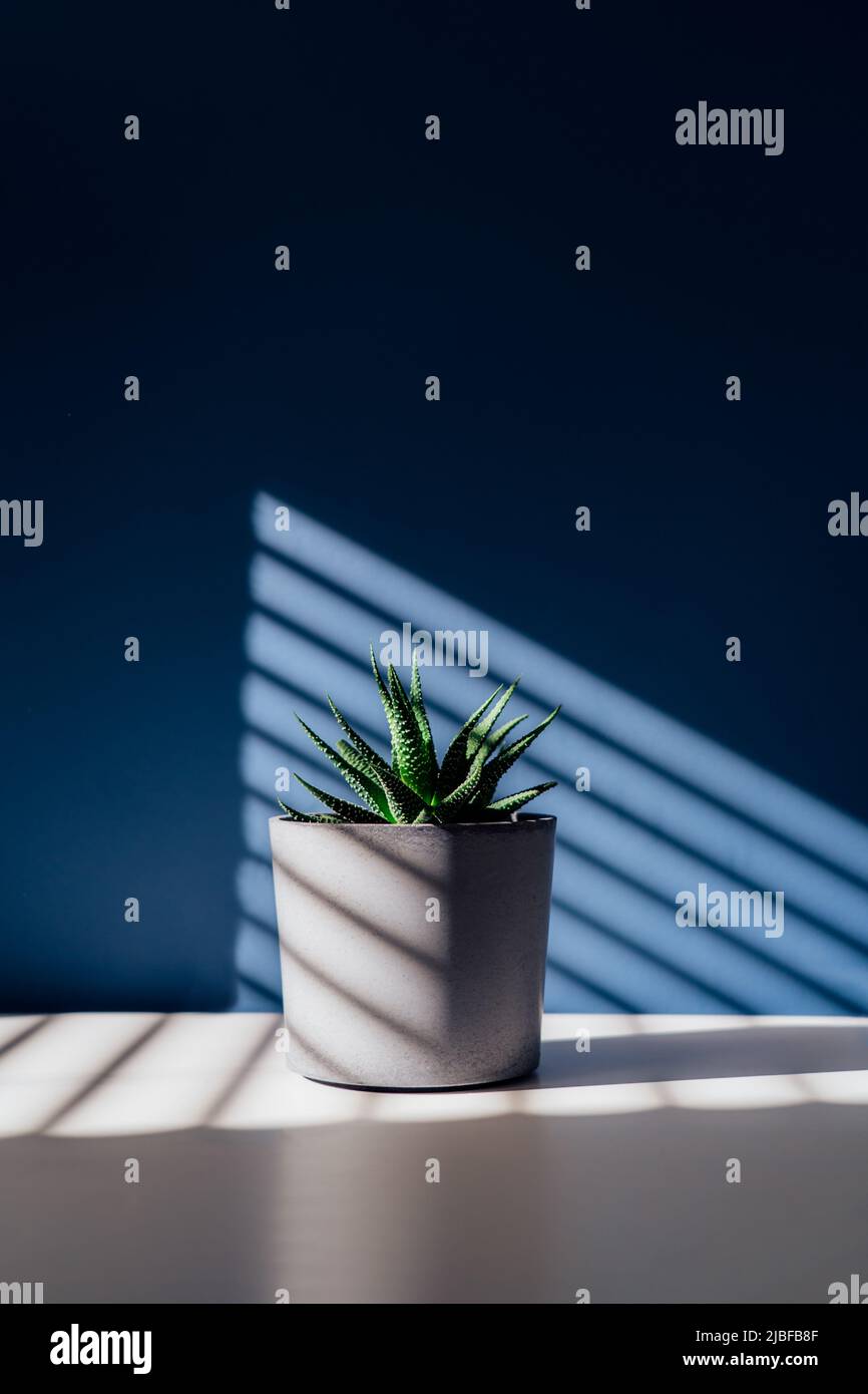 Green succulent in concrete plant pot with decorative shadows on a blue ...