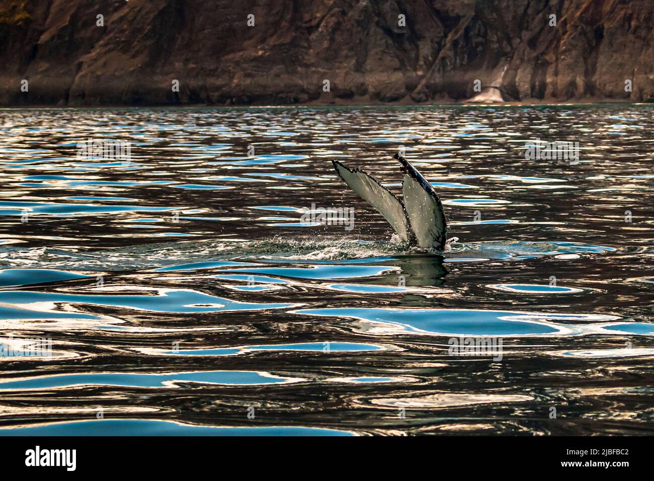 Numerous boats depart from Húsavík (Iceland) for whale watching. The ...