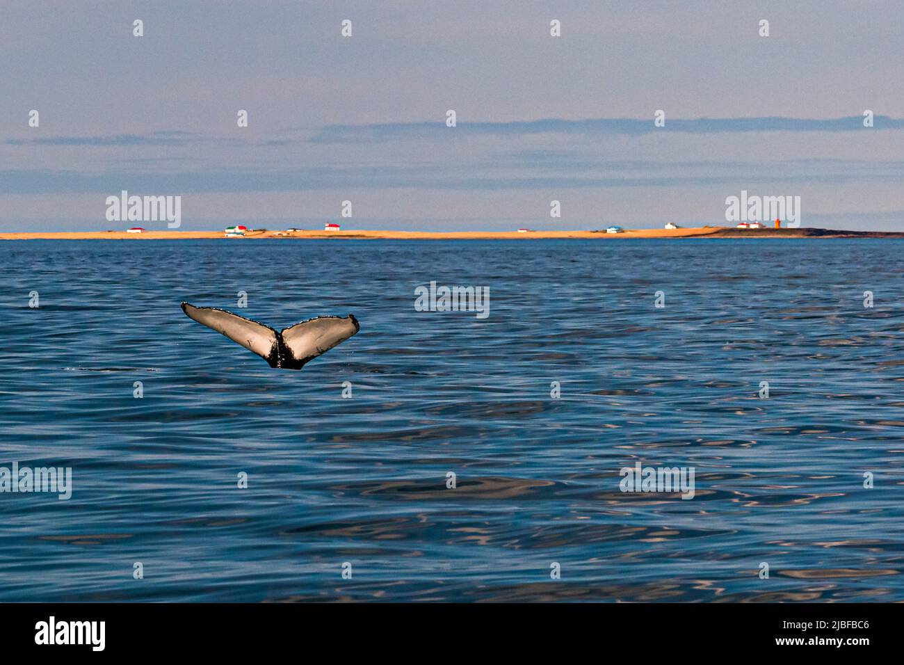 The highlight of whale watching is the white stern fin on the underside ...