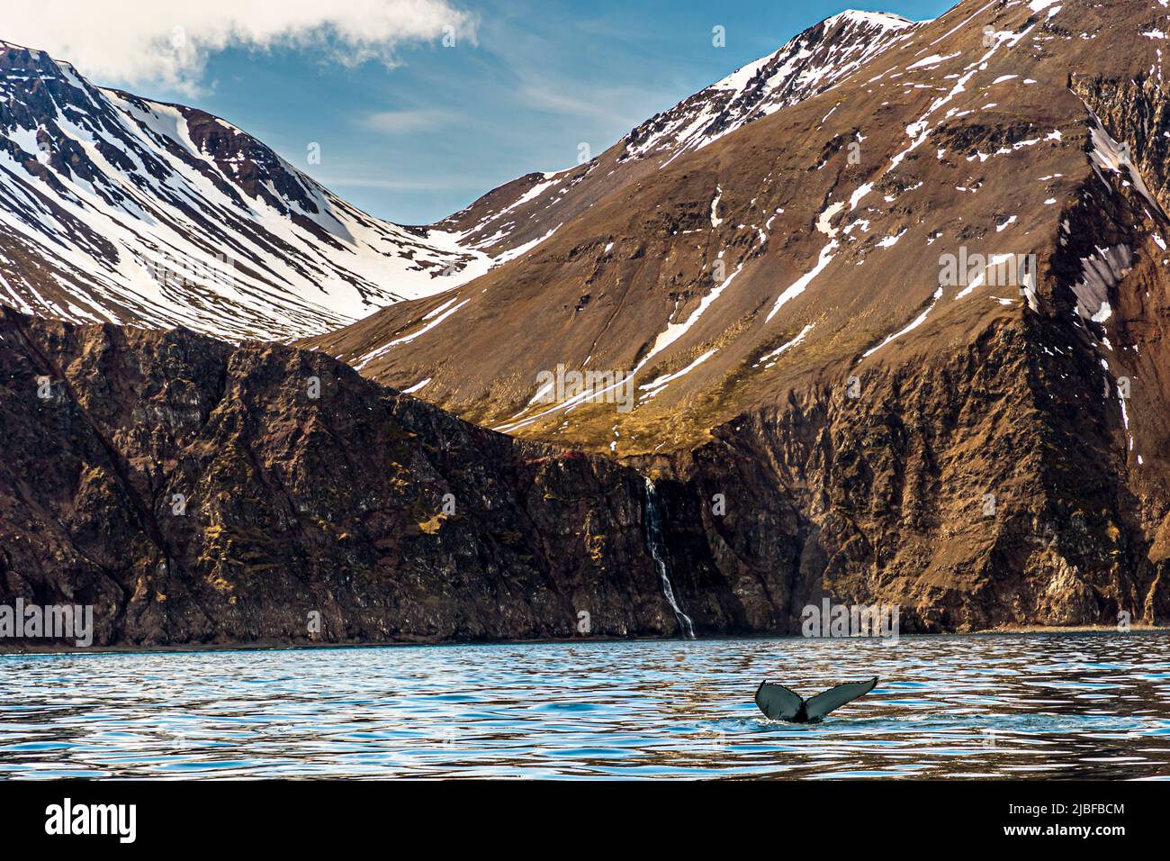 Numerous boats depart from Húsavík (Iceland) for whale watching. The ...