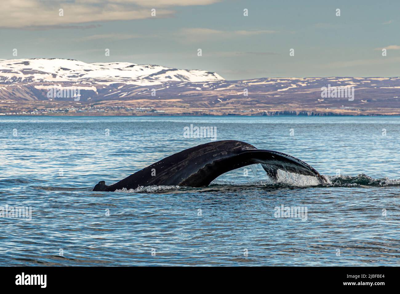 Numerous boats depart from Húsavík (Iceland) for whale watching. The ...