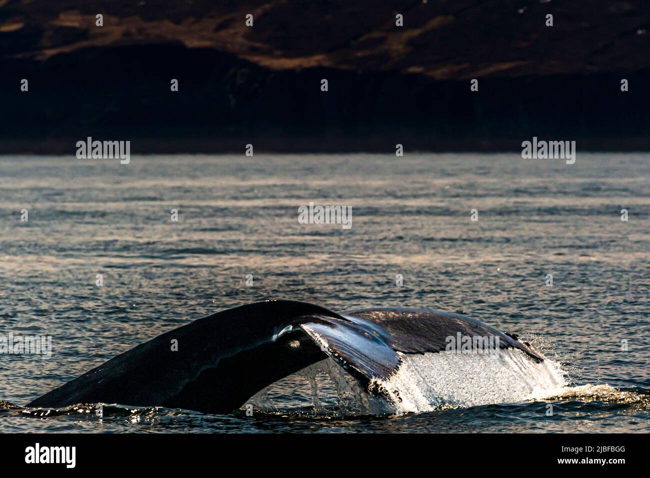 Tail fin of a humpback whale. Numerous boats depart from Húsavík ...