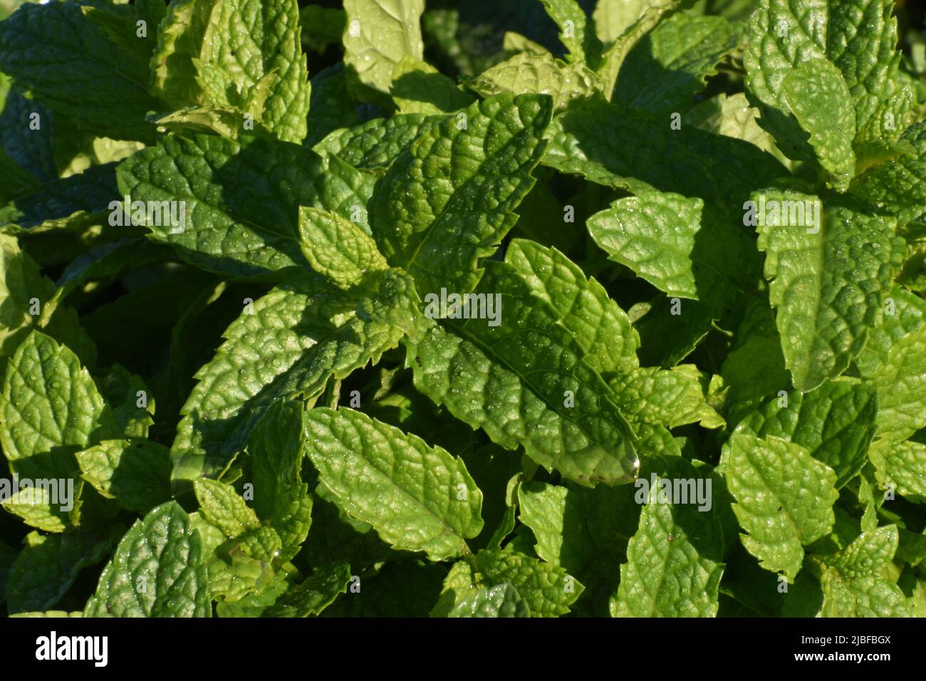 Fresh mint leaves texture hi-res stock photography and images - Alamy