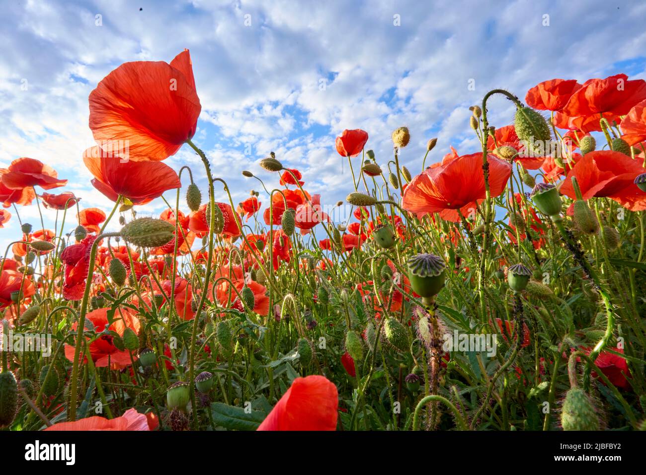huge field of blooming red poppies in a warm evening light Stock Photo ...