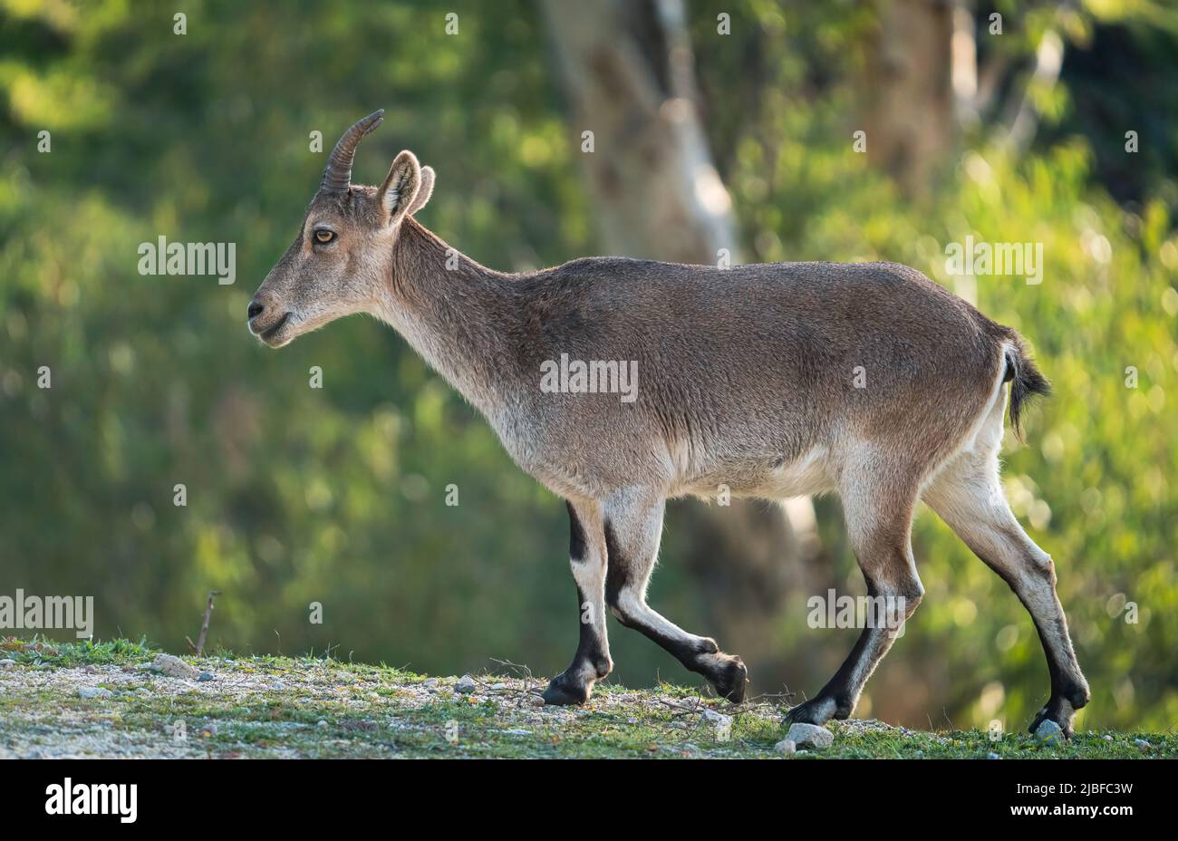 Goat profile view walking over the hill Stock Photo - Alamy