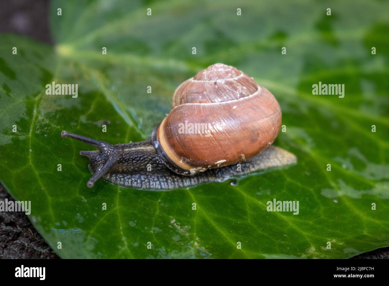 A snail crawling on a wet leaf of green ivy. Beautiful multi-colored ...