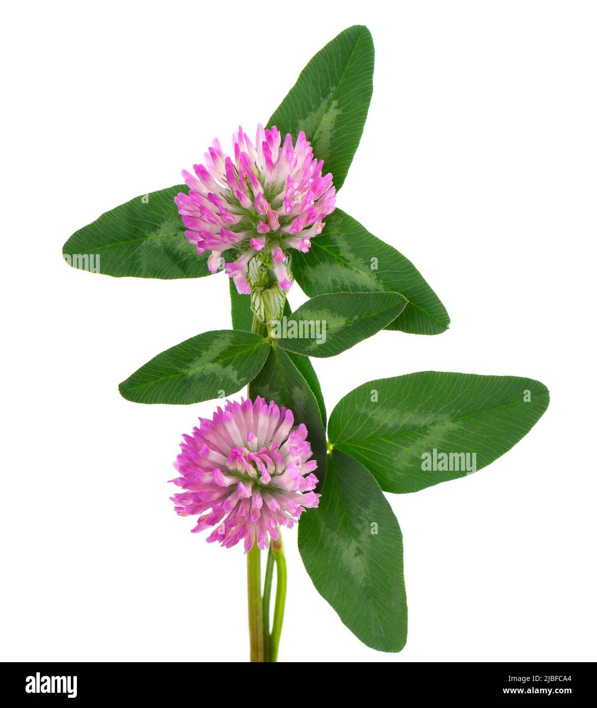 Clover flowers on a stem with green leaves, isolated on white ...