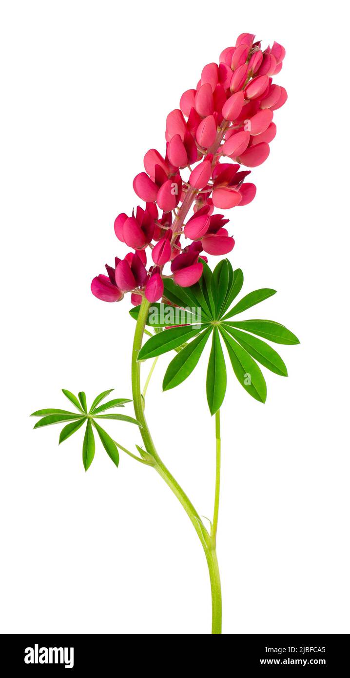Lupine flower isolated on white background. Pink lupinus Stock Photo ...