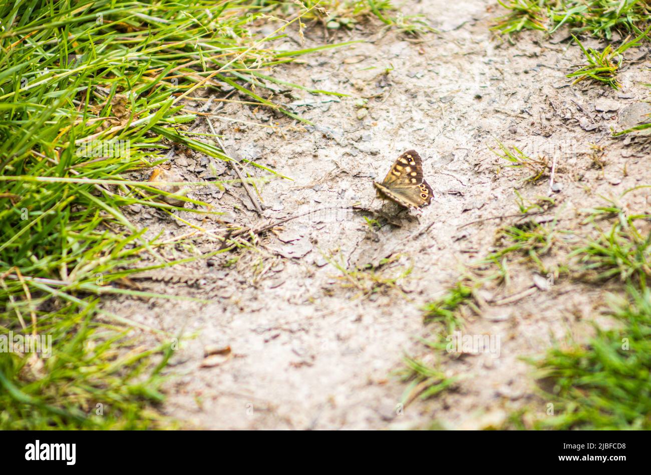 A butterfly rests on Brenda Parker way walking trail, United Kingdom ...