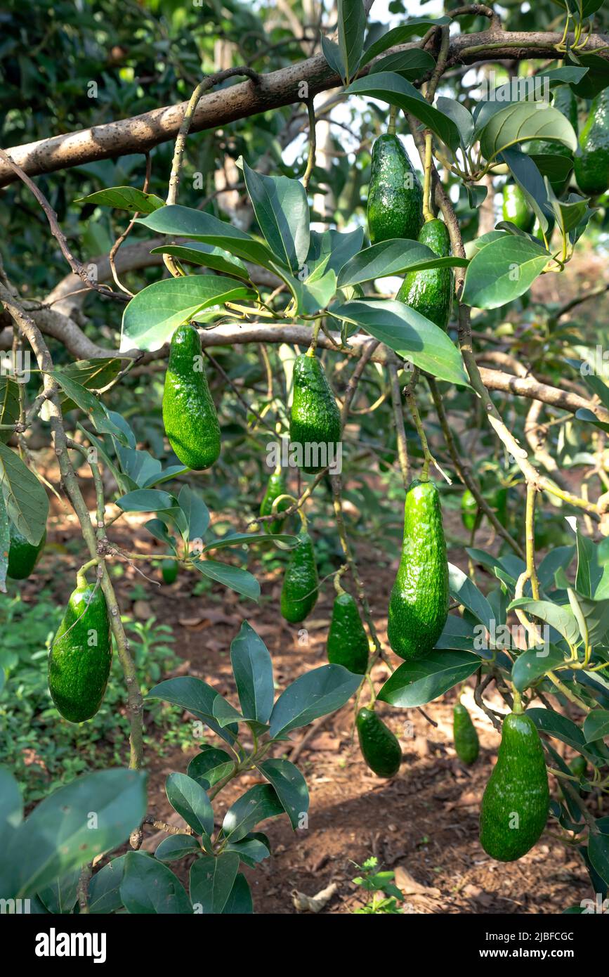 Avocado breeds hi-res stock photography and images - Alamy