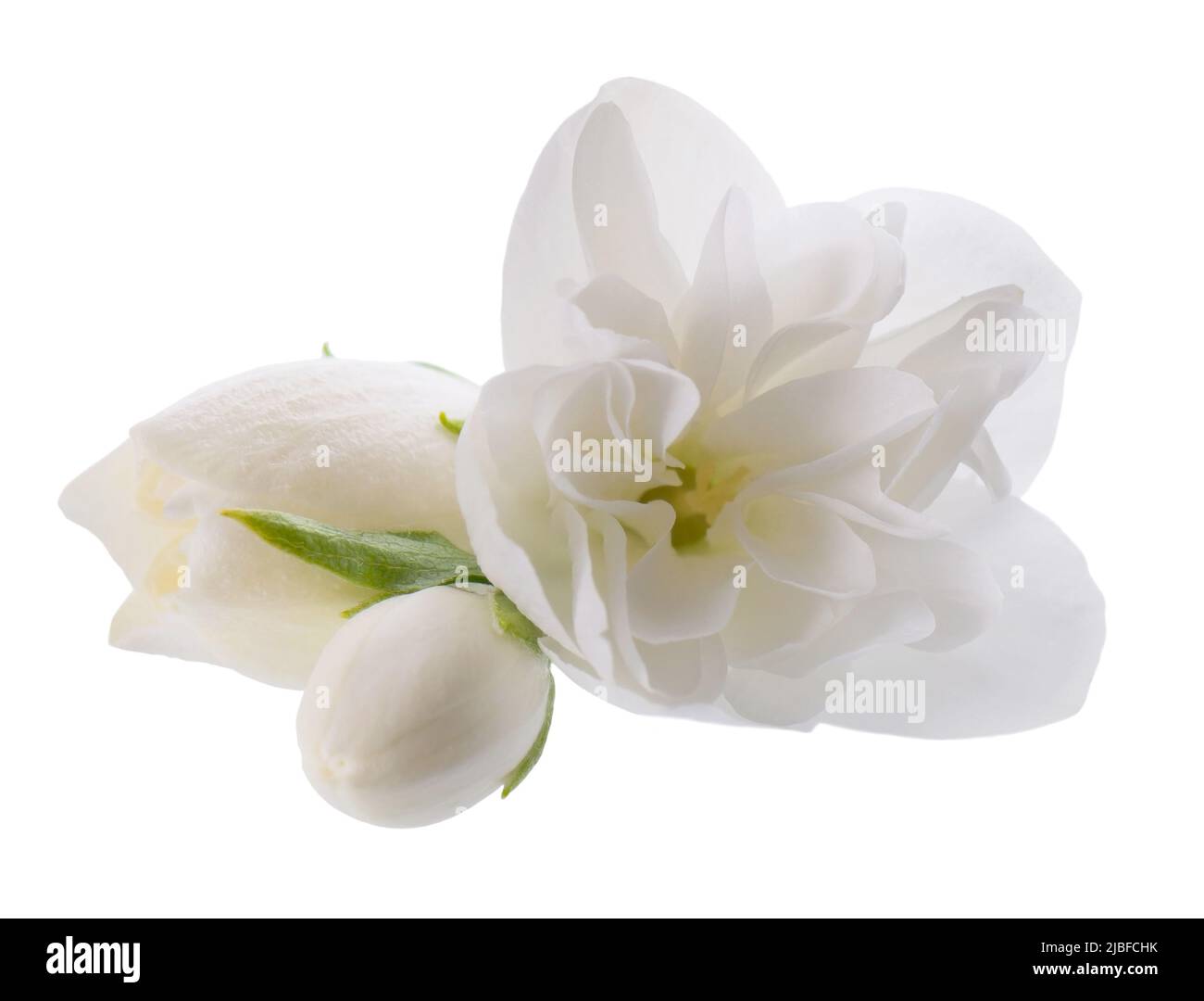 Shiuli Flower Png Clipart