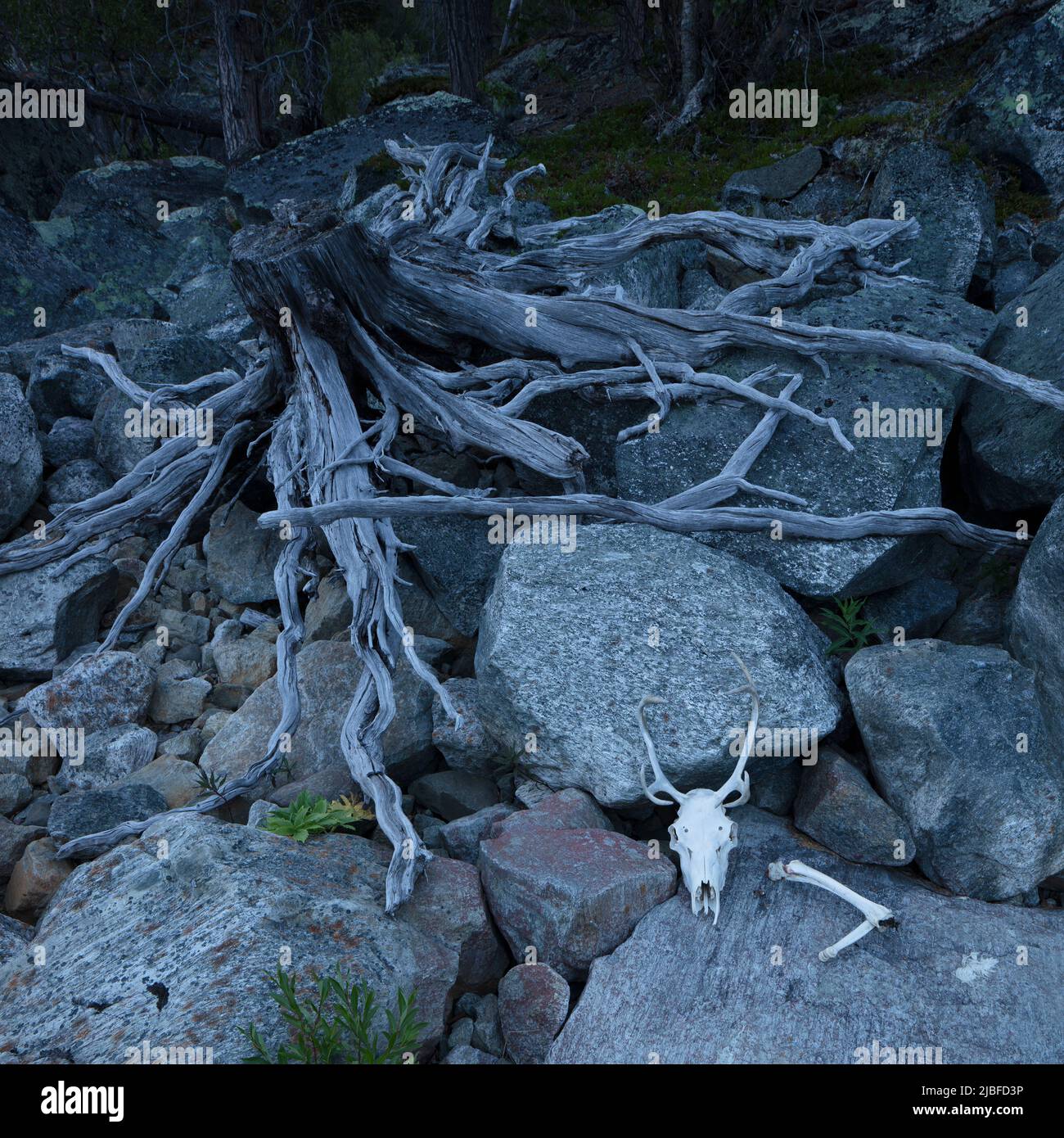 Skull antlers hi-res stock photography and images - Alamy