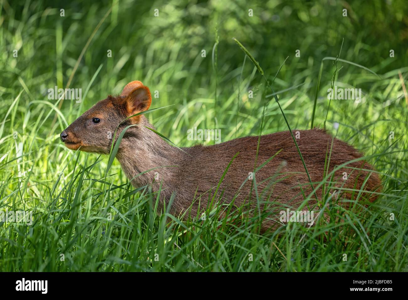 The southern pudu (Pudu puda) in the grass, South American deer in the ...