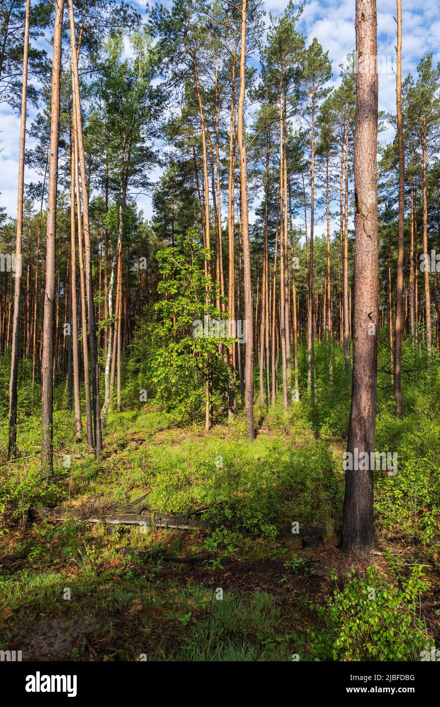 Kampinos Forest scenery with pine trees, Kampinoski National Park near ...