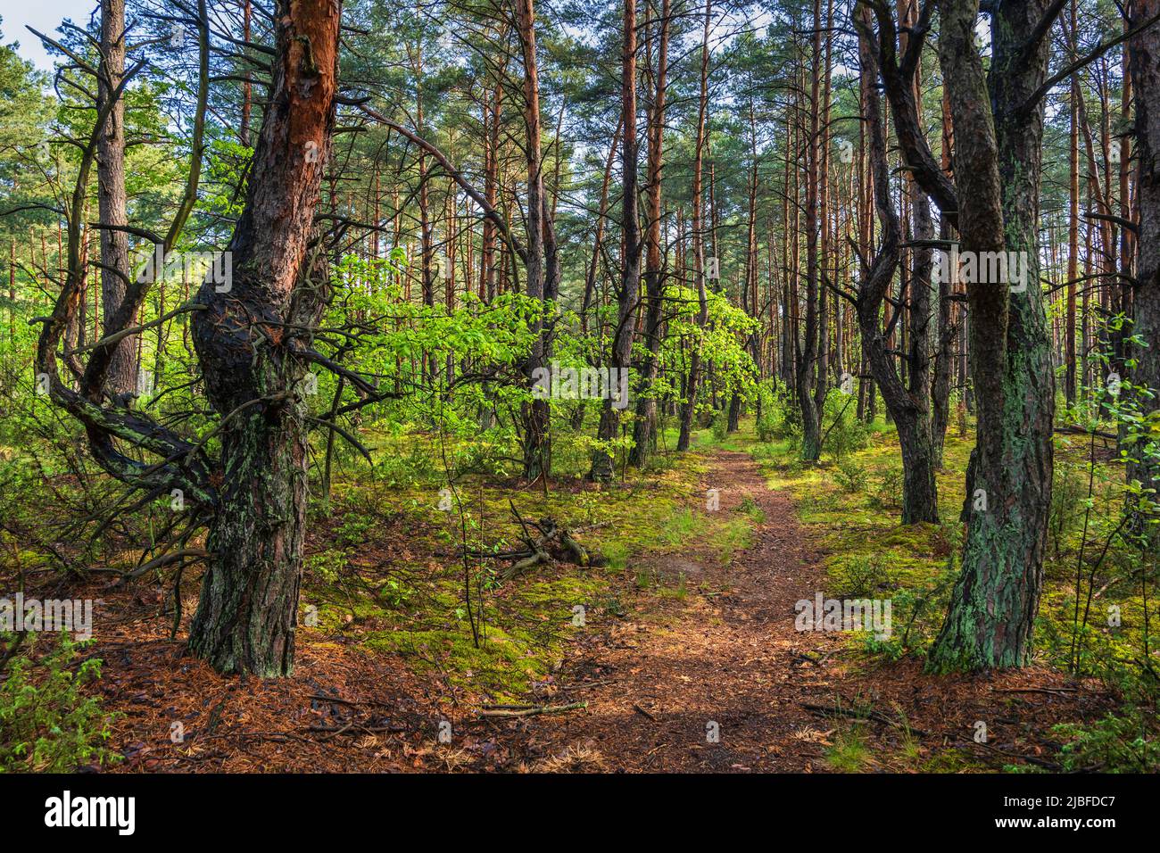 Trail along crooked pine trees in Kampinos Forest in spring, Kampinoski ...