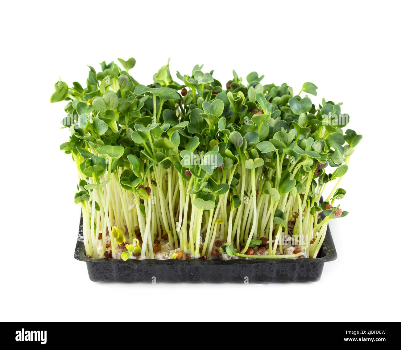Radish sprouts isolated on a white background Stock Photo - Alamy
