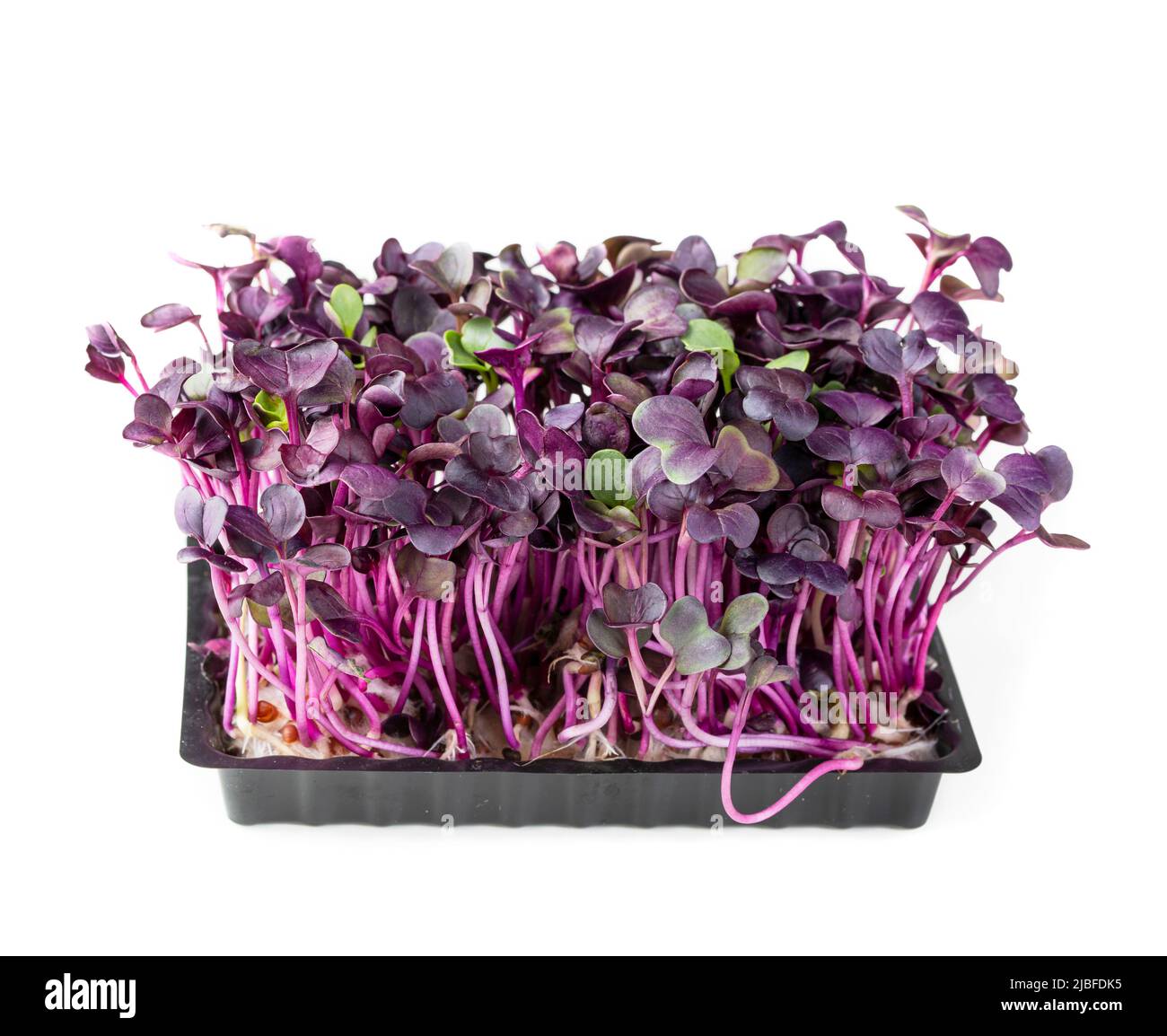 Sango radish sprouts isolated on a white background Stock Photo - Alamy