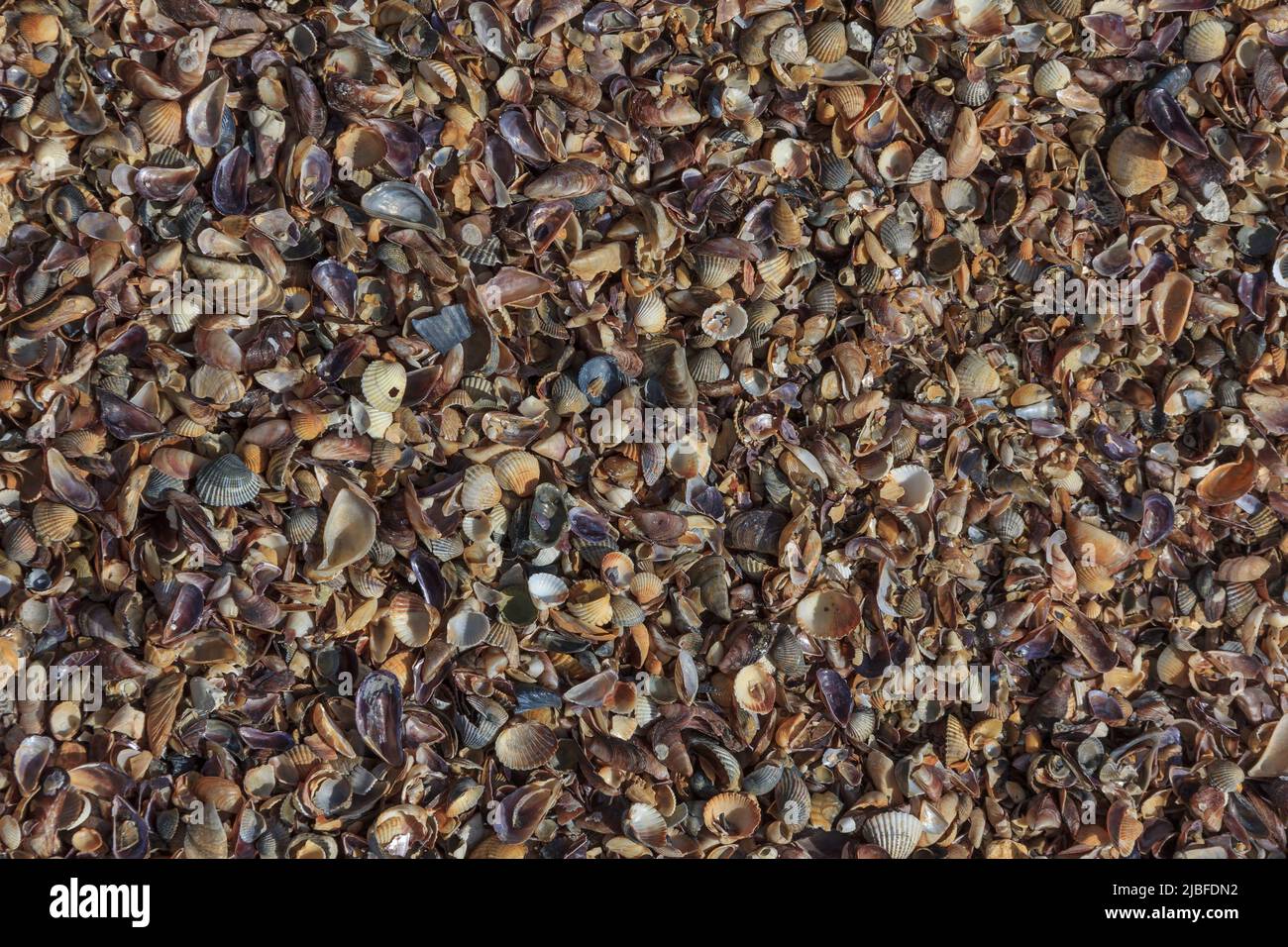 Strewn with sea shells hi-res stock photography and images - Alamy