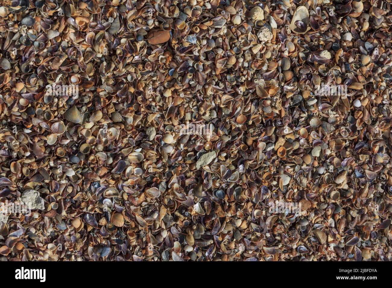 Seashore strewn with small shells Stock Photo - Alamy