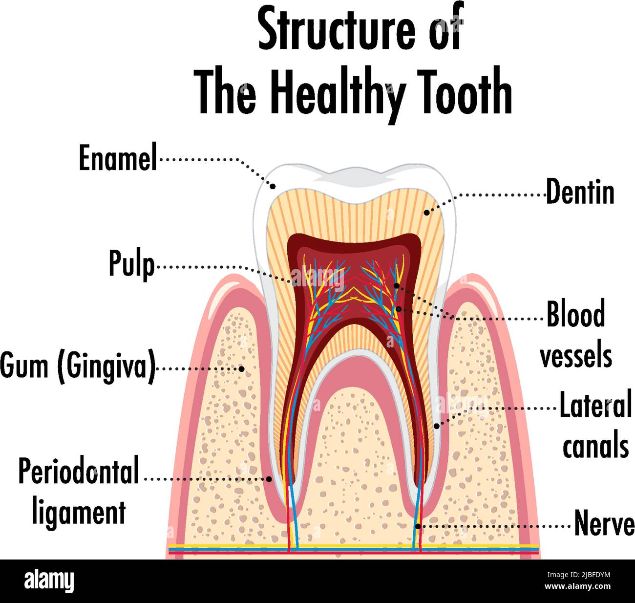 Infographic of human in structure of the healthy tooth illustration ...