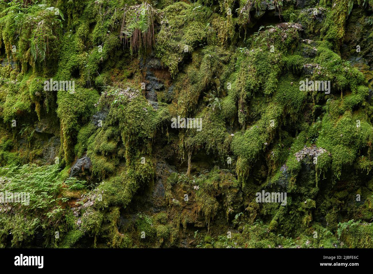 Moss people hi-res stock photography and images - Alamy