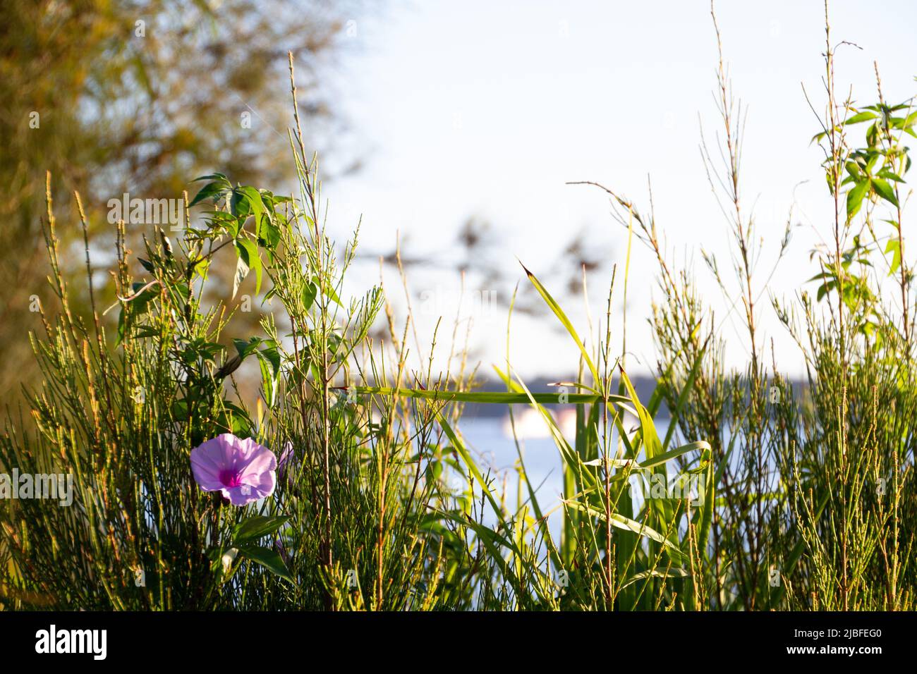 Single Flower in the bush Stock Photo - Alamy