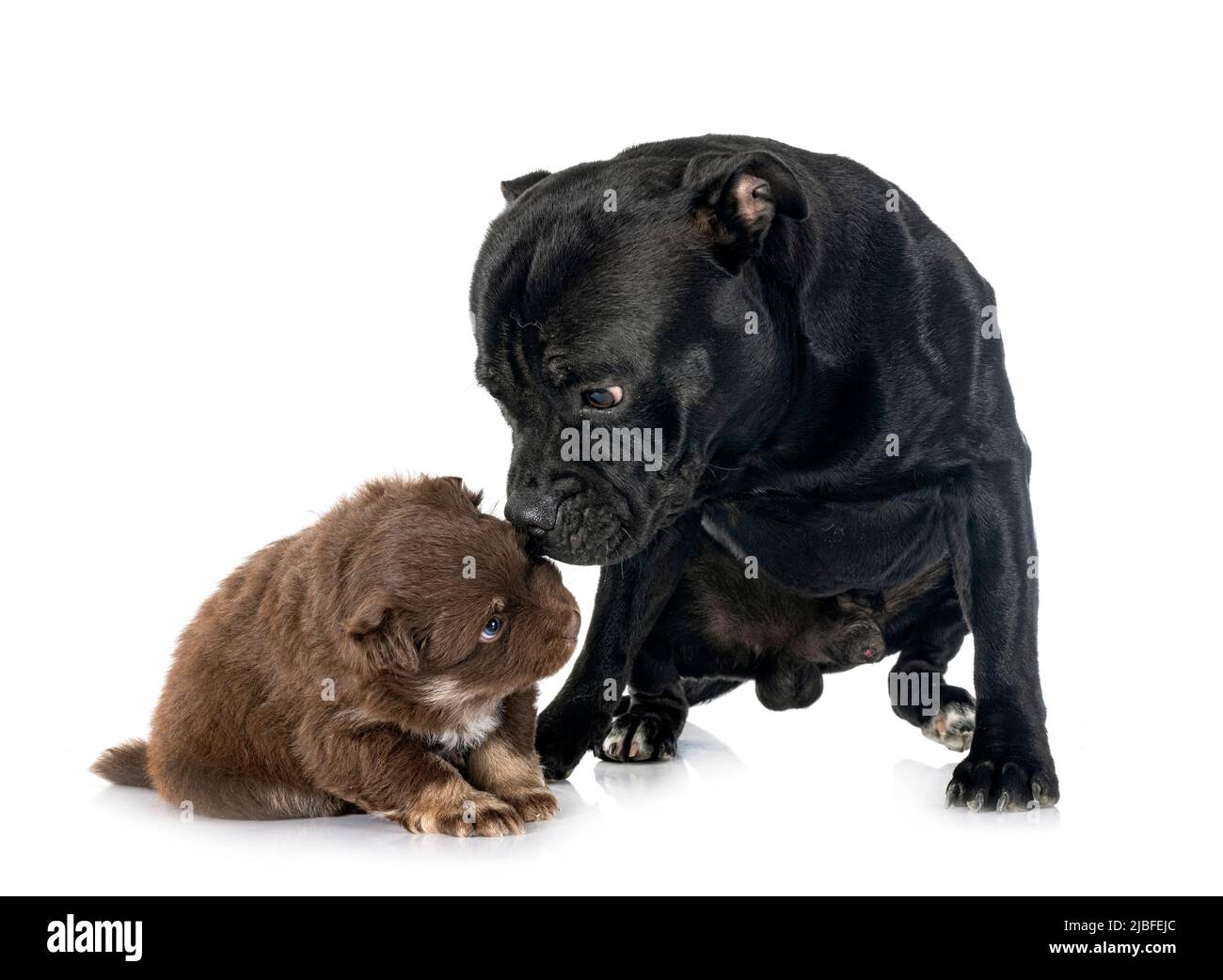 Black Pitbull Puppies Wallpaper