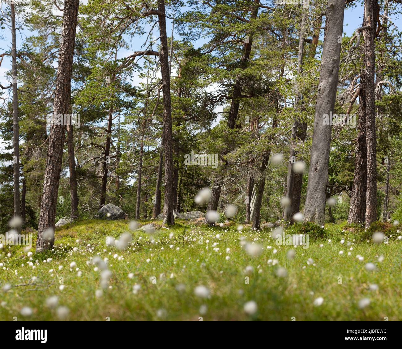 Selective focus flower image hi-res stock photography and images - Alamy