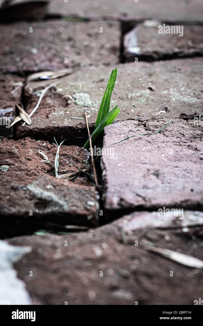 Natural strength, growing where humans cannot Stock Photo - Alamy