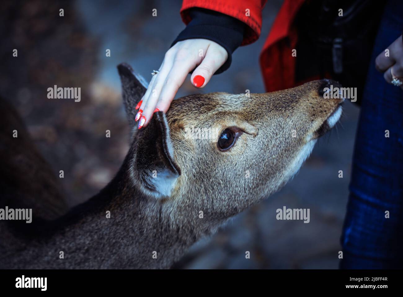 Wild Japanese deer on the Itsukushima island, Japan Stock Photo - Alamy