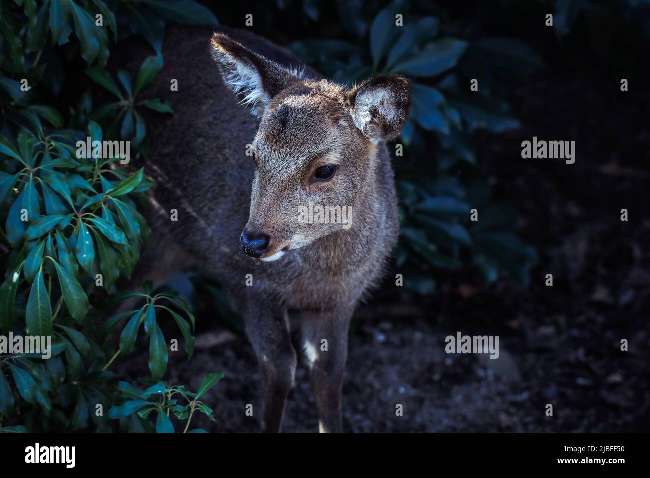 Wild Japanese deer on the Itsukushima island, Japan Stock Photo - Alamy