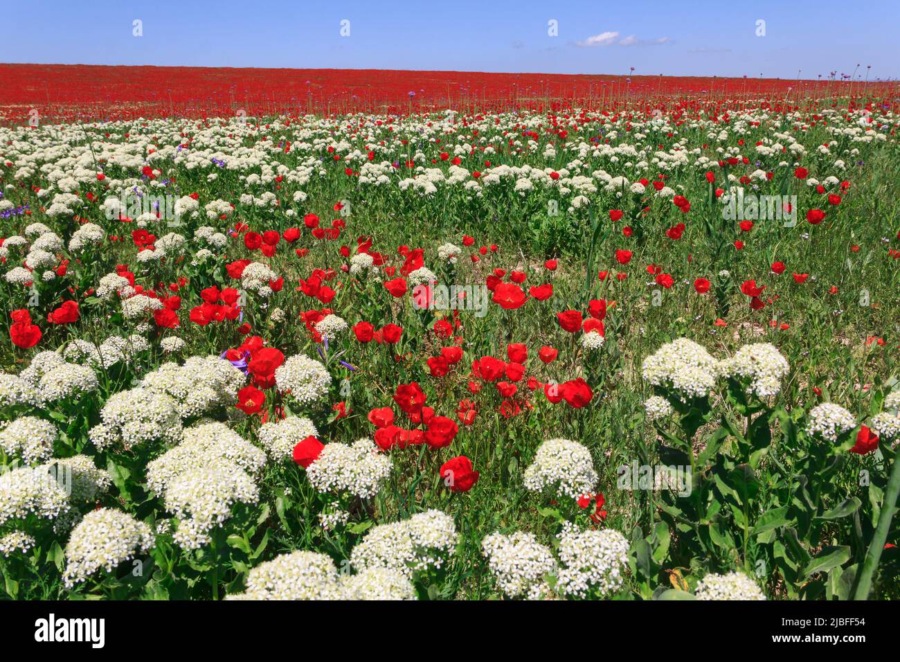 Fields of the red blossom poppies Stock Photo - Alamy