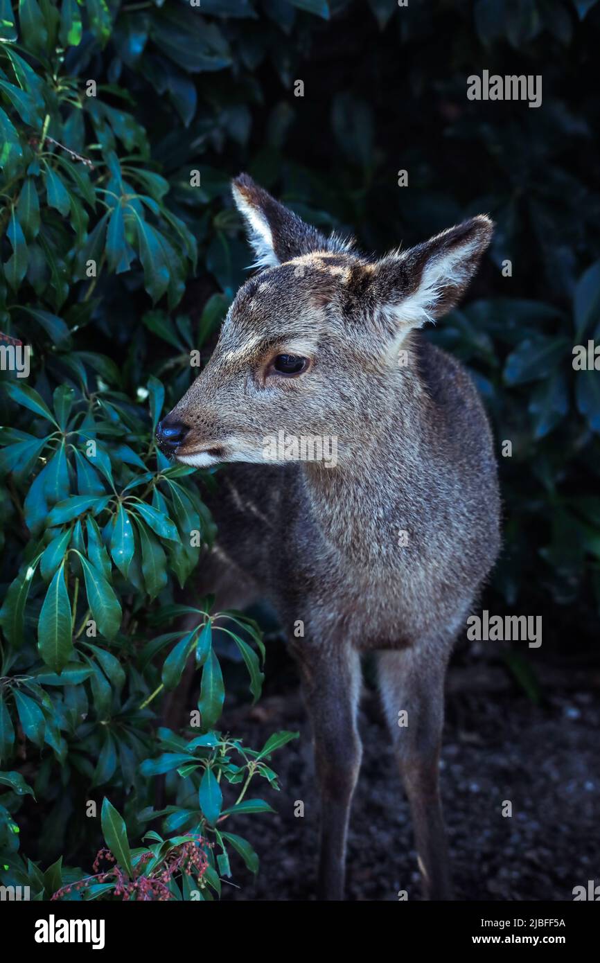 Wild Japanese deer on the Itsukushima island, Japan Stock Photo - Alamy