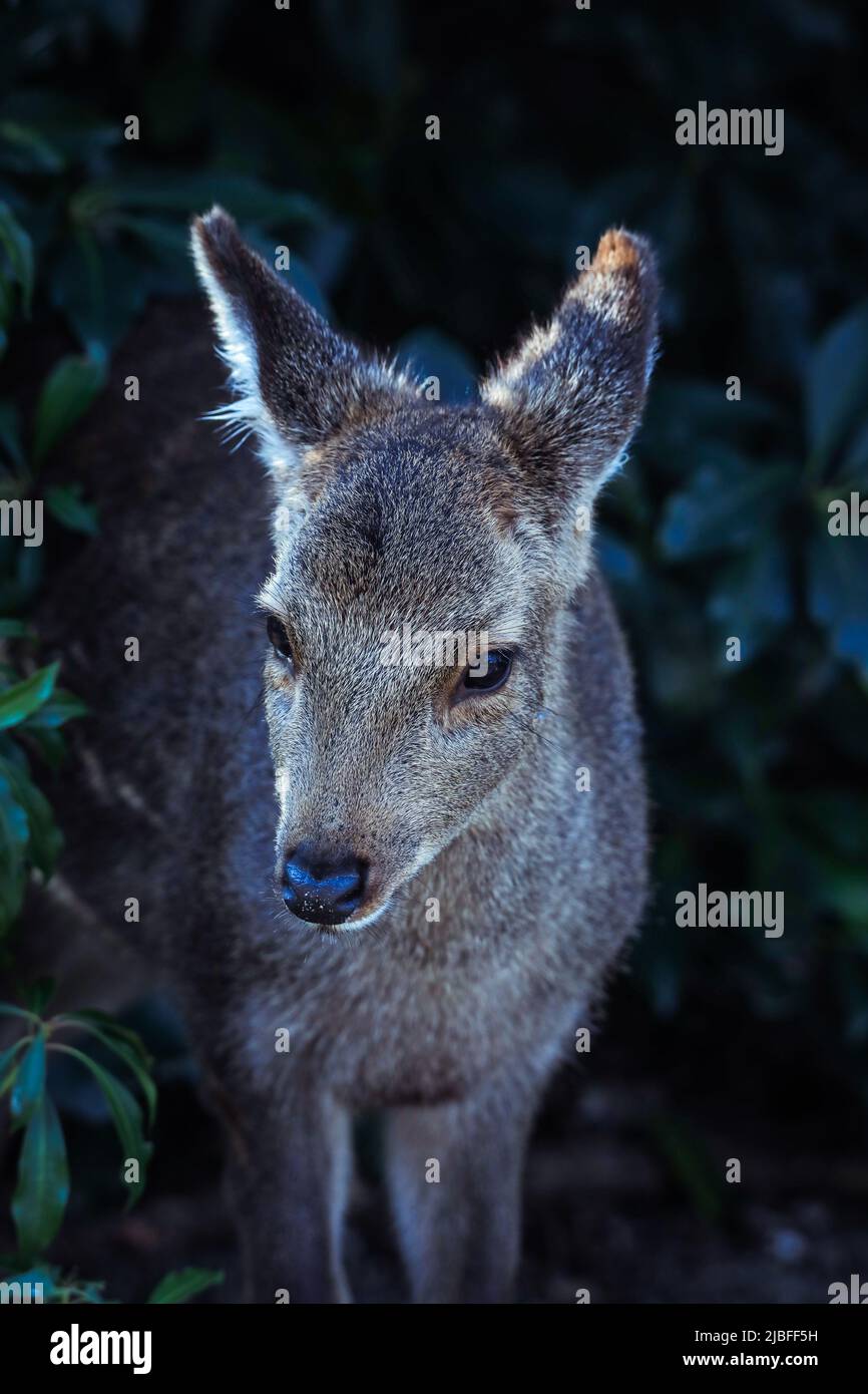 Wild Japanese deer on the Itsukushima island, Japan Stock Photo - Alamy