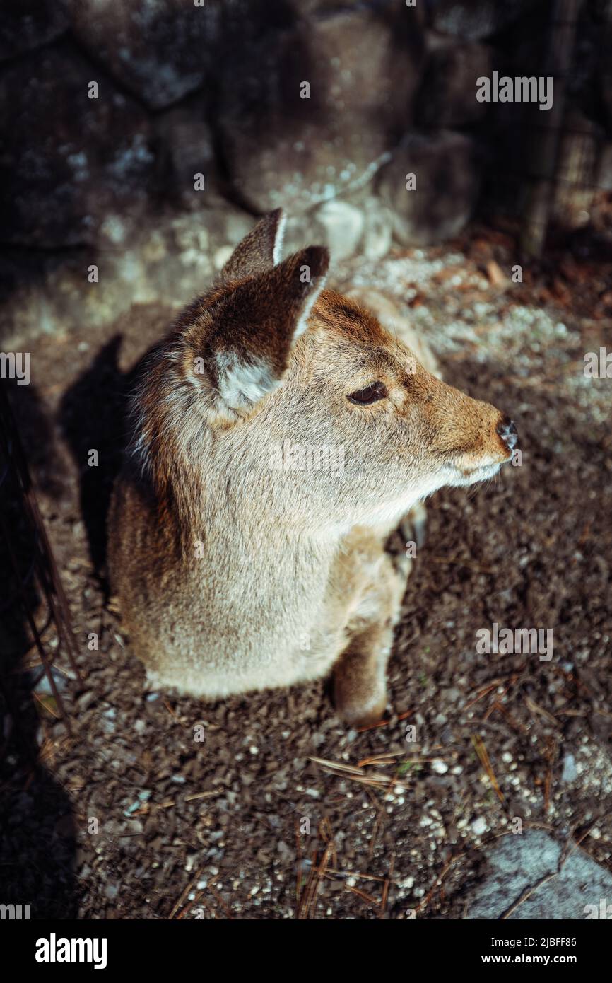 Wild Japanese deer on the Itsukushima island, Japan Stock Photo - Alamy