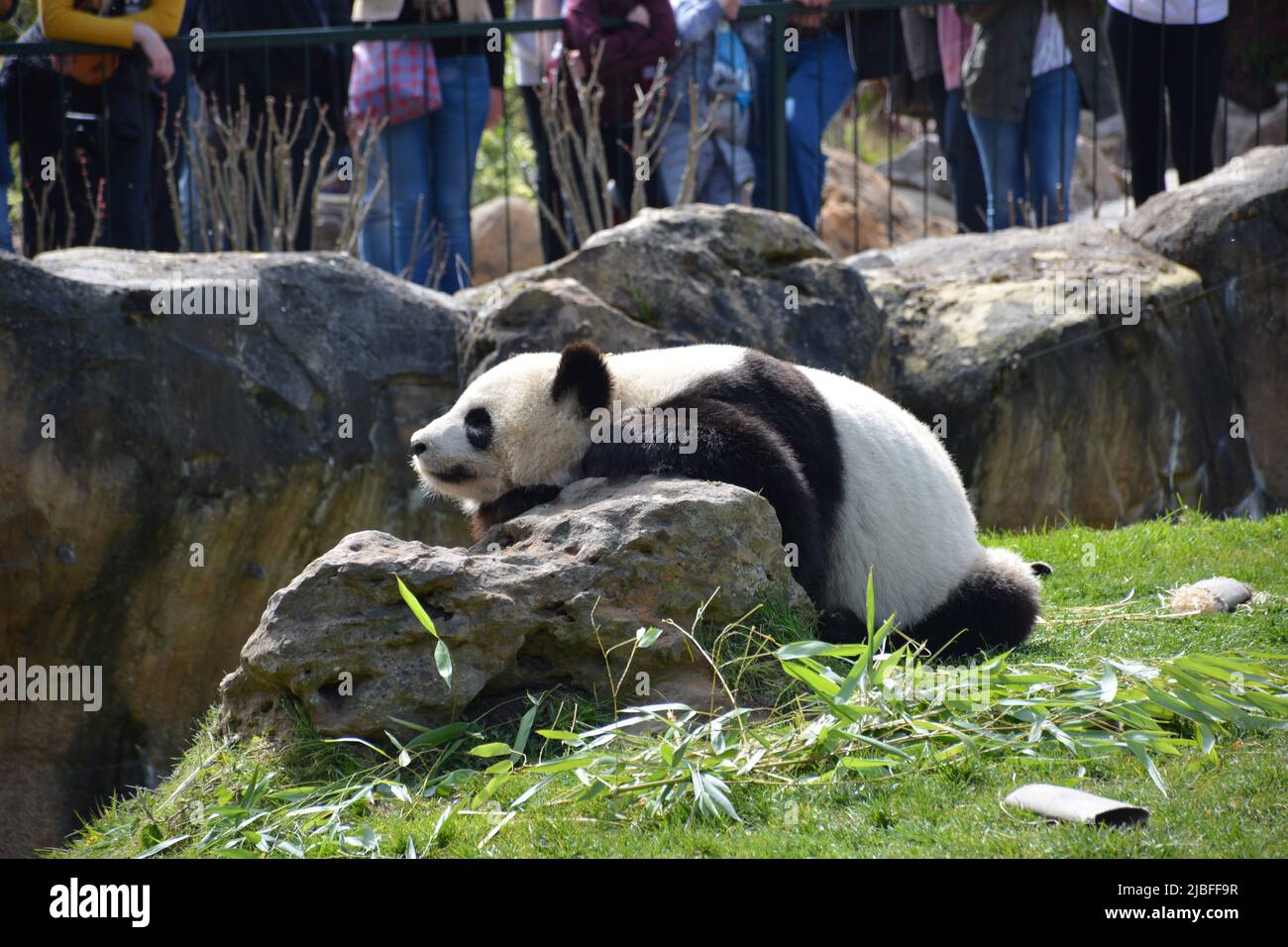 A lazy panda on a rock in the zoo park beauval, France Stock Photo - Alamy