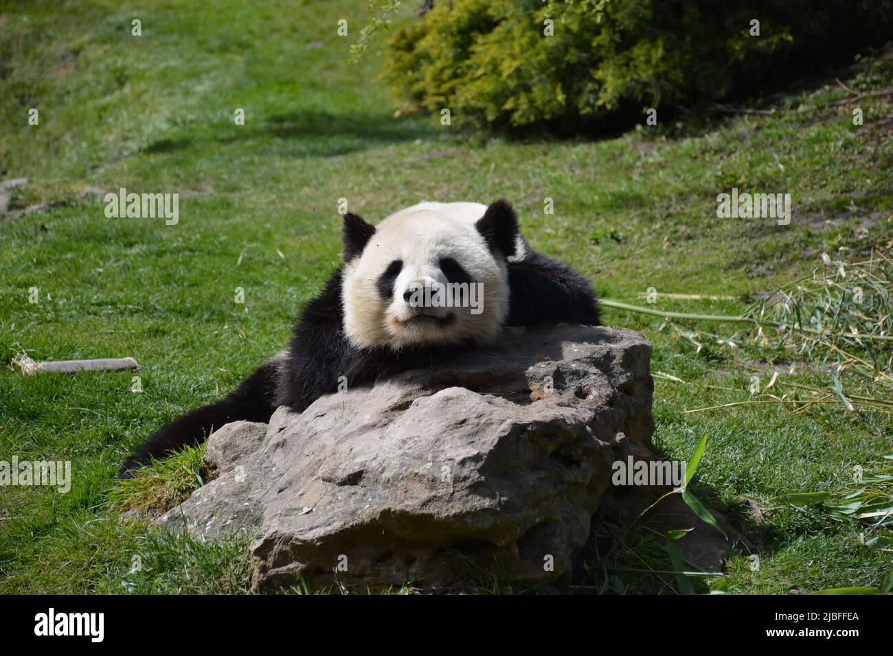Panda on rock hi-res stock photography and images - Alamy