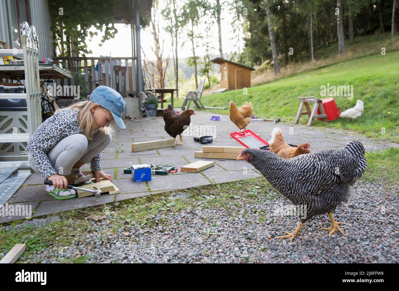 Crouching chicken hi-res stock photography and images - Alamy