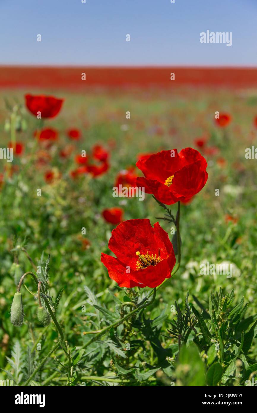 Fields of the red blossom poppies Stock Photo - Alamy