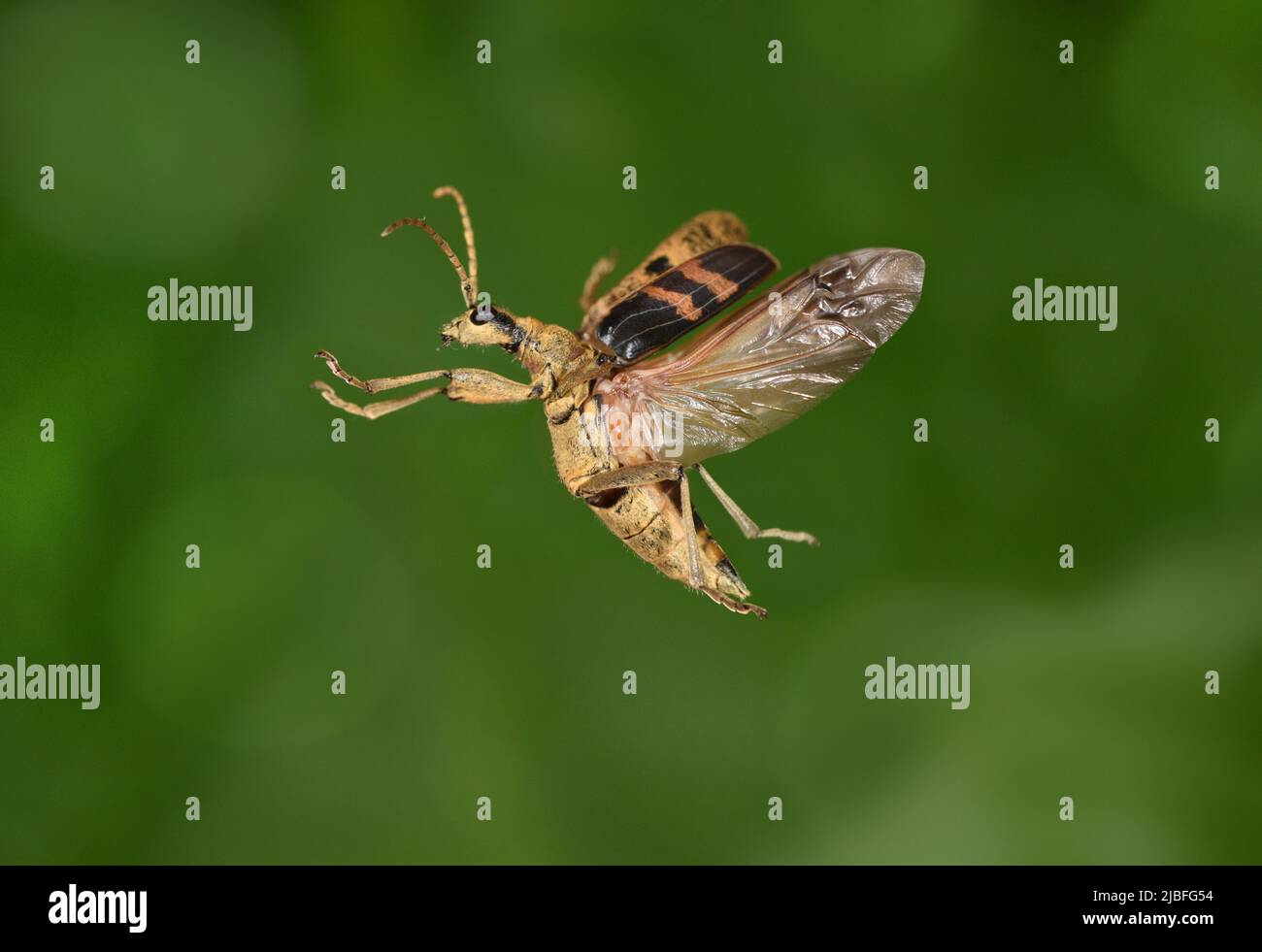 Black-spotted Longhorn Beetle - Rhagium mordax Stock Photo - Alamy