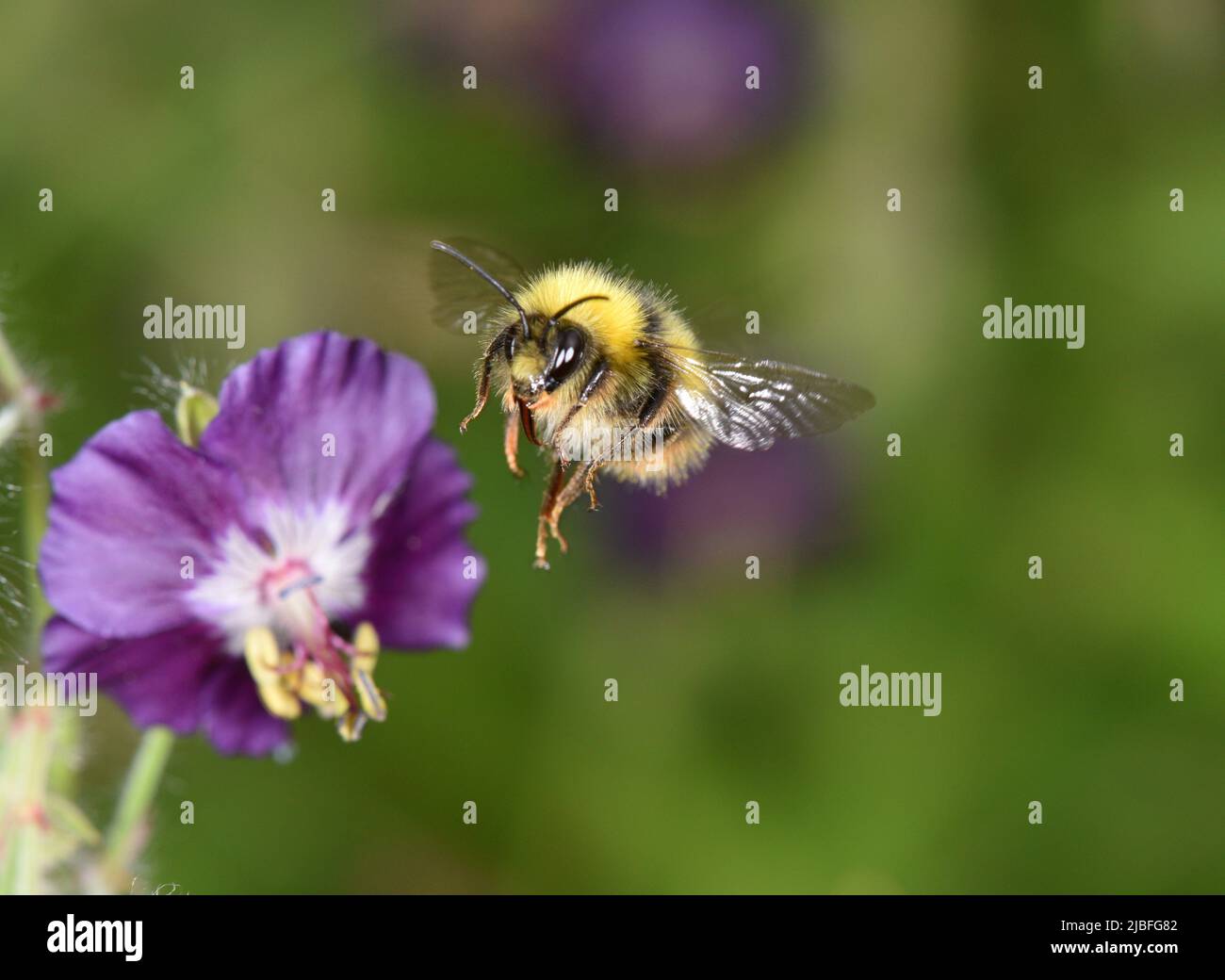 Early Bumblebee - Bombus pratorum Stock Photo - Alamy