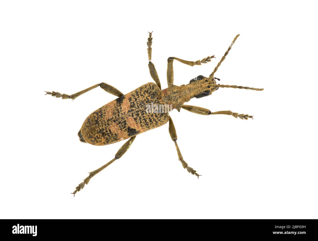 Black-spotted Longhorn Beetle - Rhagium mordax Stock Photo - Alamy