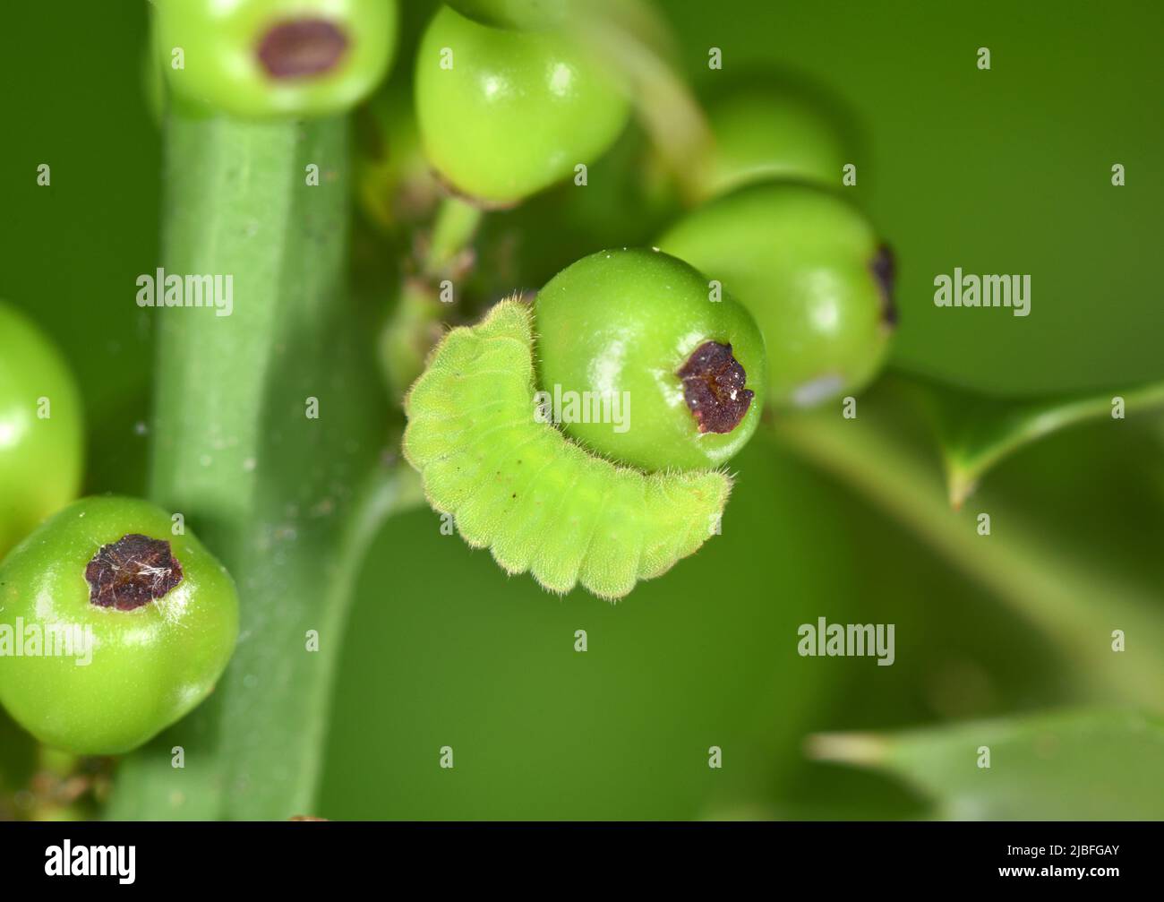 Holly blue butterfly larva hi-res stock photography and images - Alamy