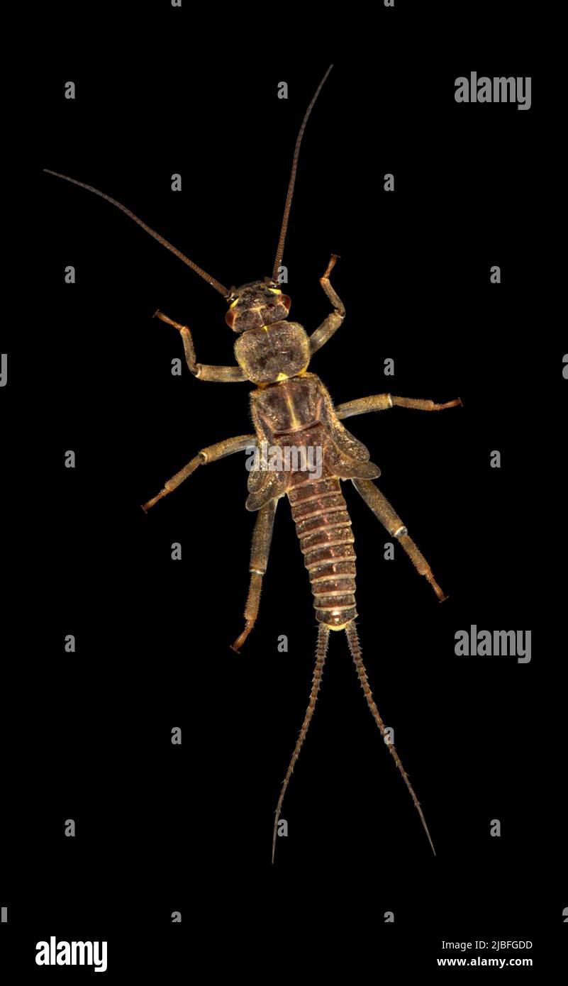 Stonefly larva - order Plecoptera Stock Photo - Alamy