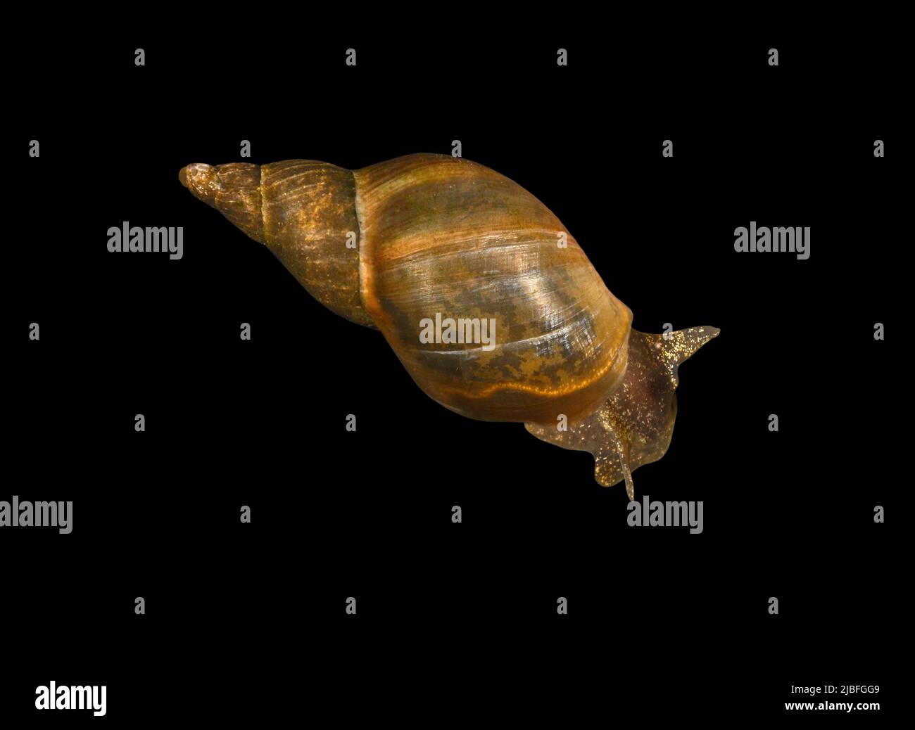 Great Pond Snail - Lymnaea stagnalis Stock Photo - Alamy